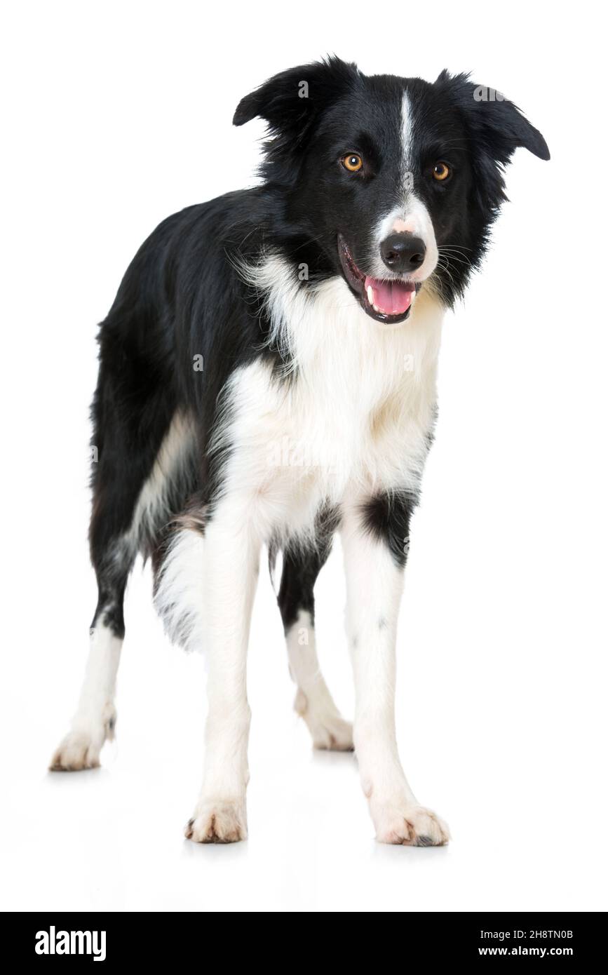 Border collie dog isolated on white Stock Photo - Alamy