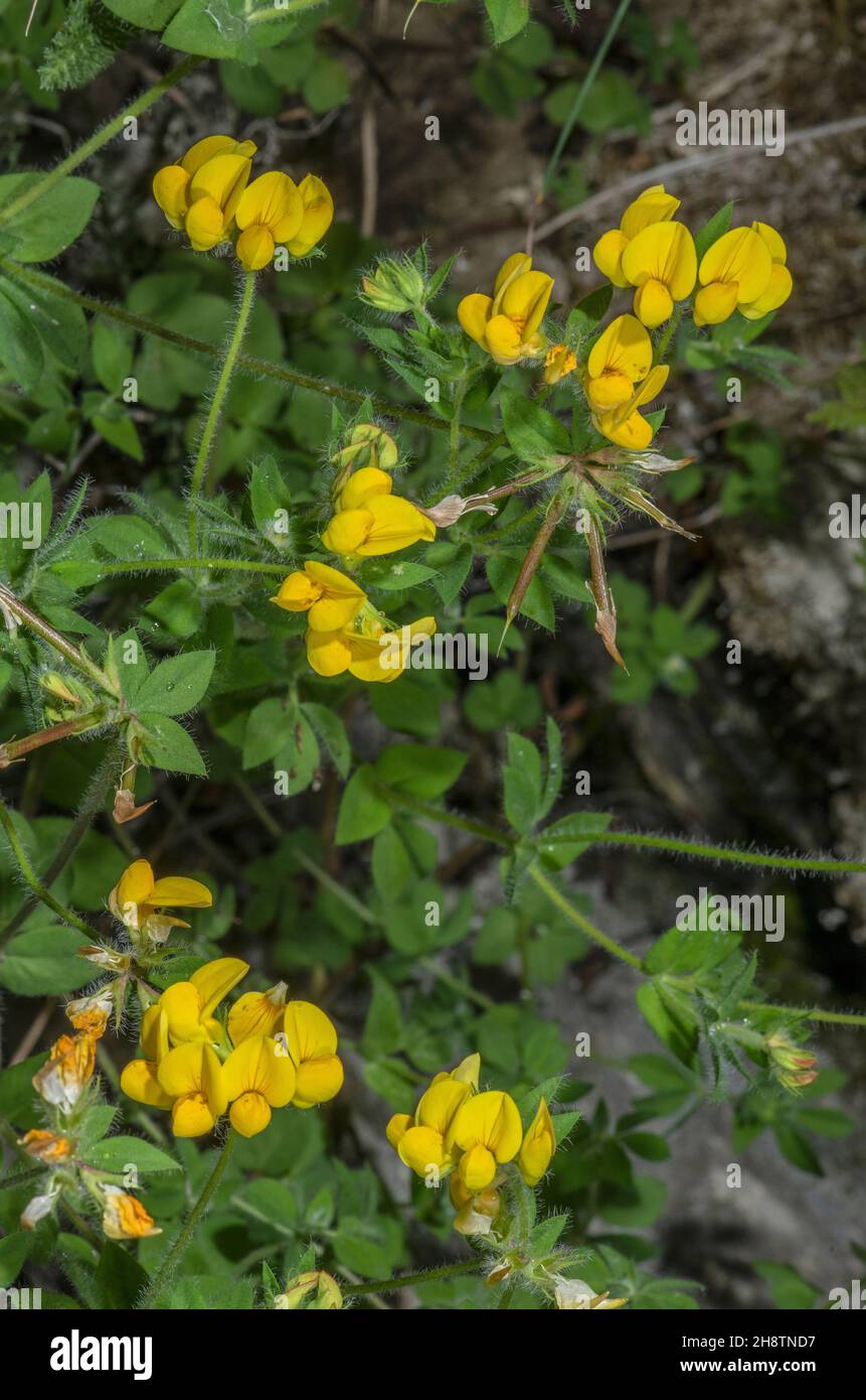 Common Bird's foot trefoil, Lotus corniculatus, in flower in the ...