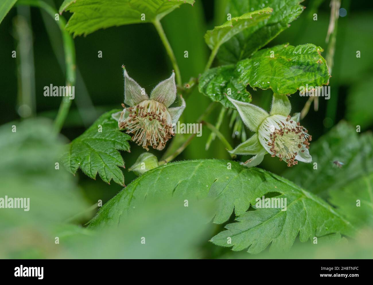 Raspberry wildflowers hi-res stock photography and images - Alamy