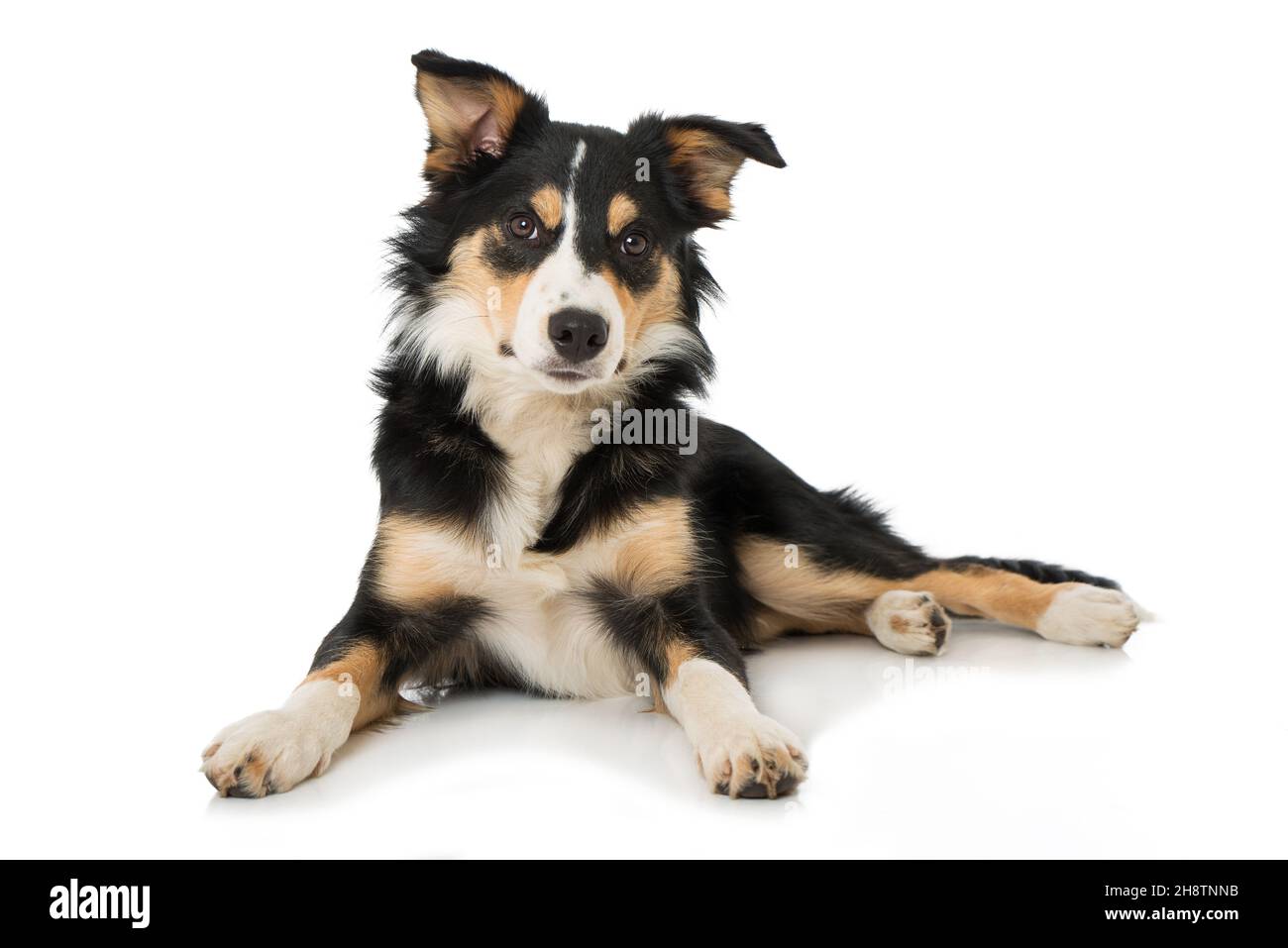 Young border collie dog isolated on white Stock Photo - Alamy