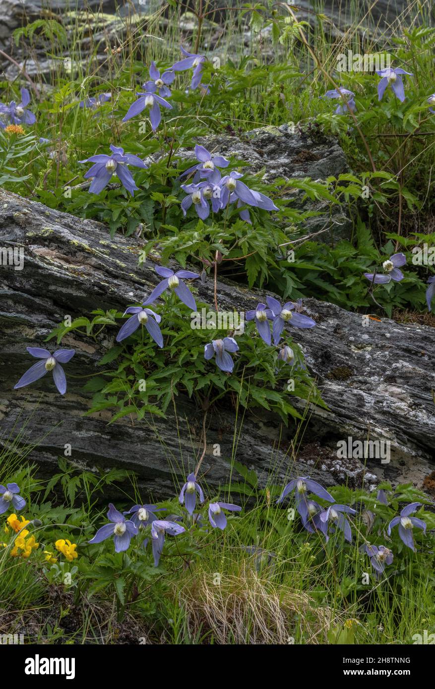 Alpine Clematis, Clematis alpina, in flower, tumbling over acid rocks ...