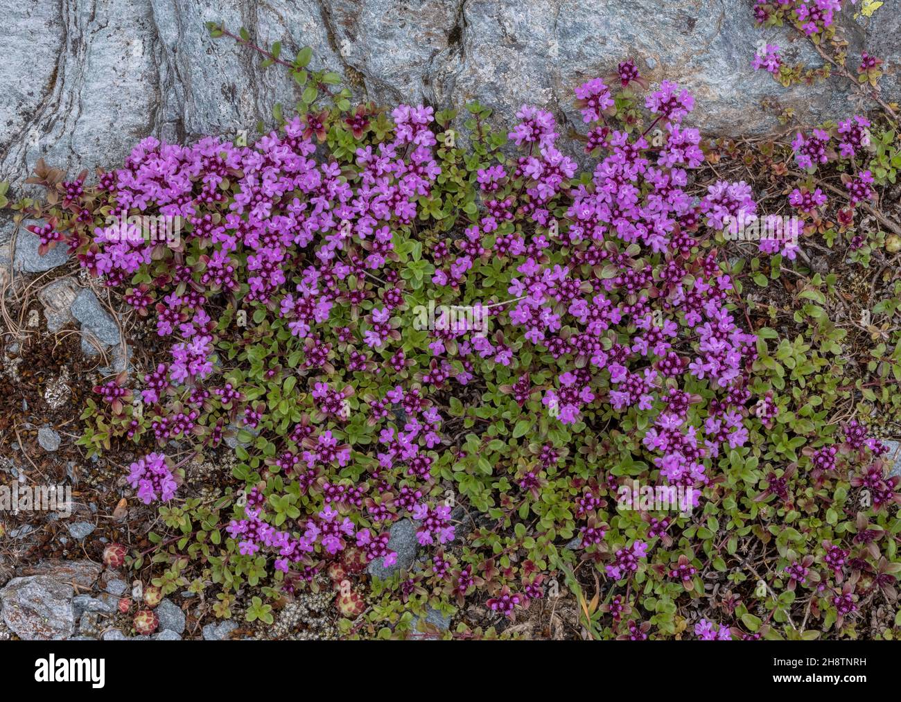 Wild Thyme, Thymus praecox subsp. polytrichus, in flower in the Alps ...