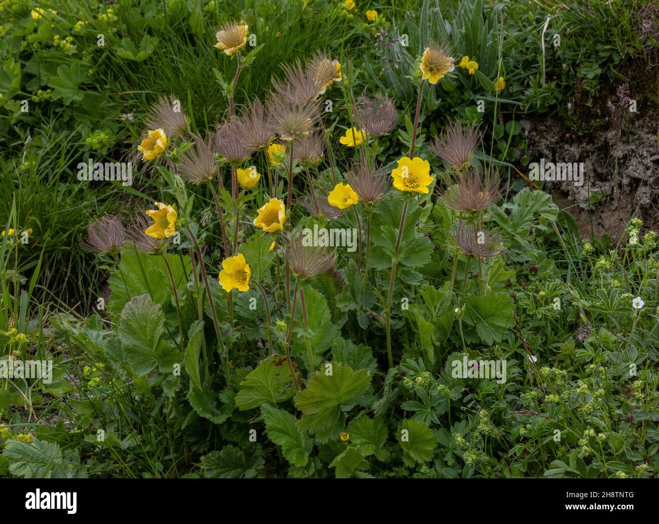 Alpine avens, Geum montanum, in flower and fruit, Maritime Alps Stock ...