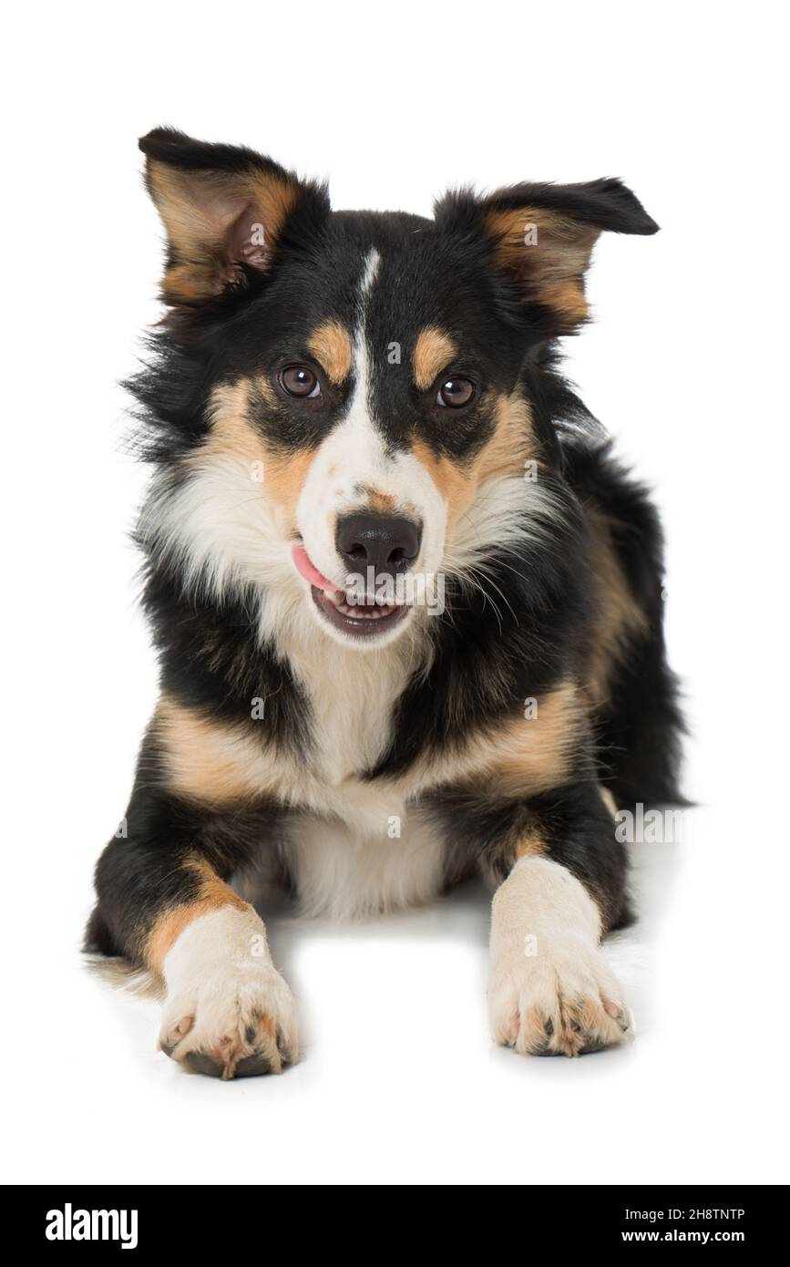 Young border collie dog isolated on white Stock Photo - Alamy