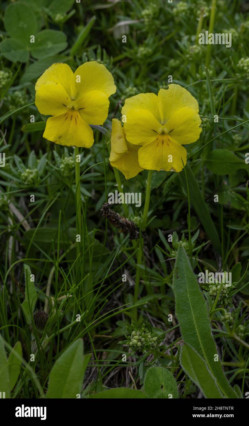 Long Spurred Flowers High Resolution Stock Photography and Images - Alamy