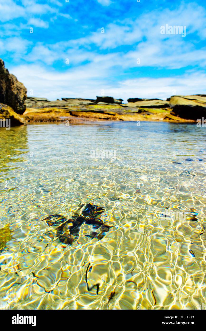 Green reef at the beach under the pure clean water Stock Photo - Alamy
