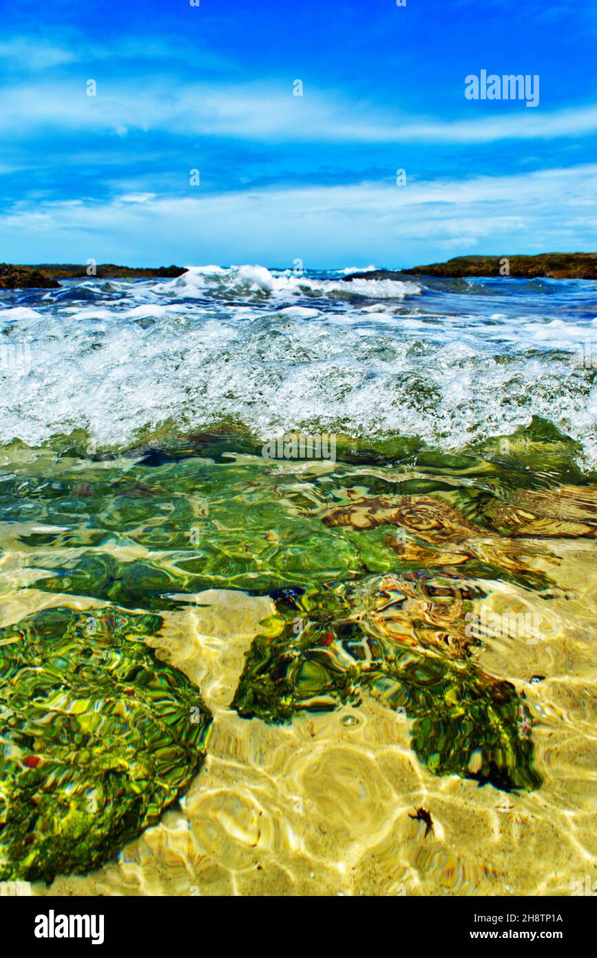 Green reef at the beach under the pure clean water Stock Photo - Alamy