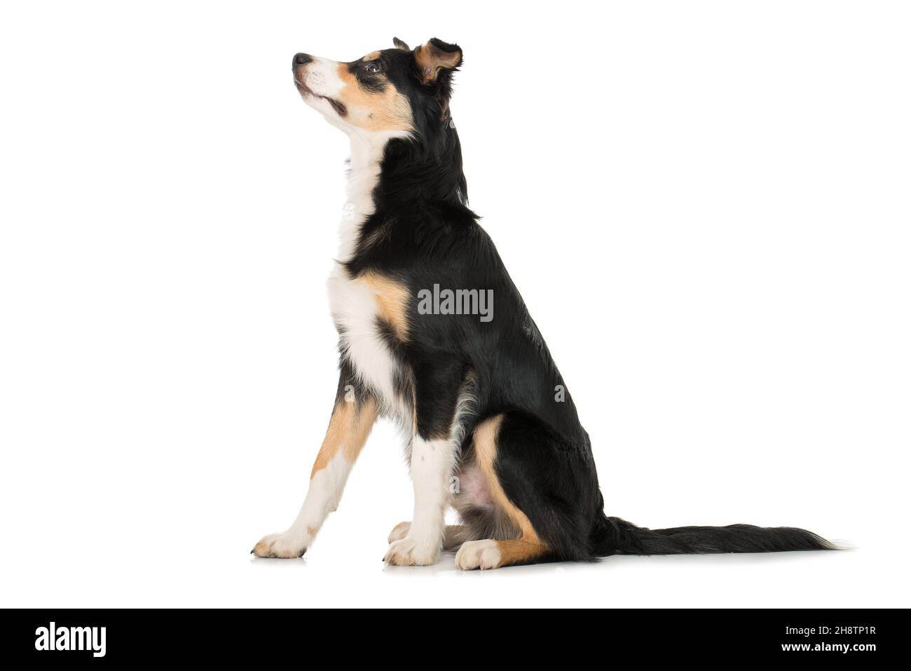 Young border collie dog isolated on white Stock Photo - Alamy