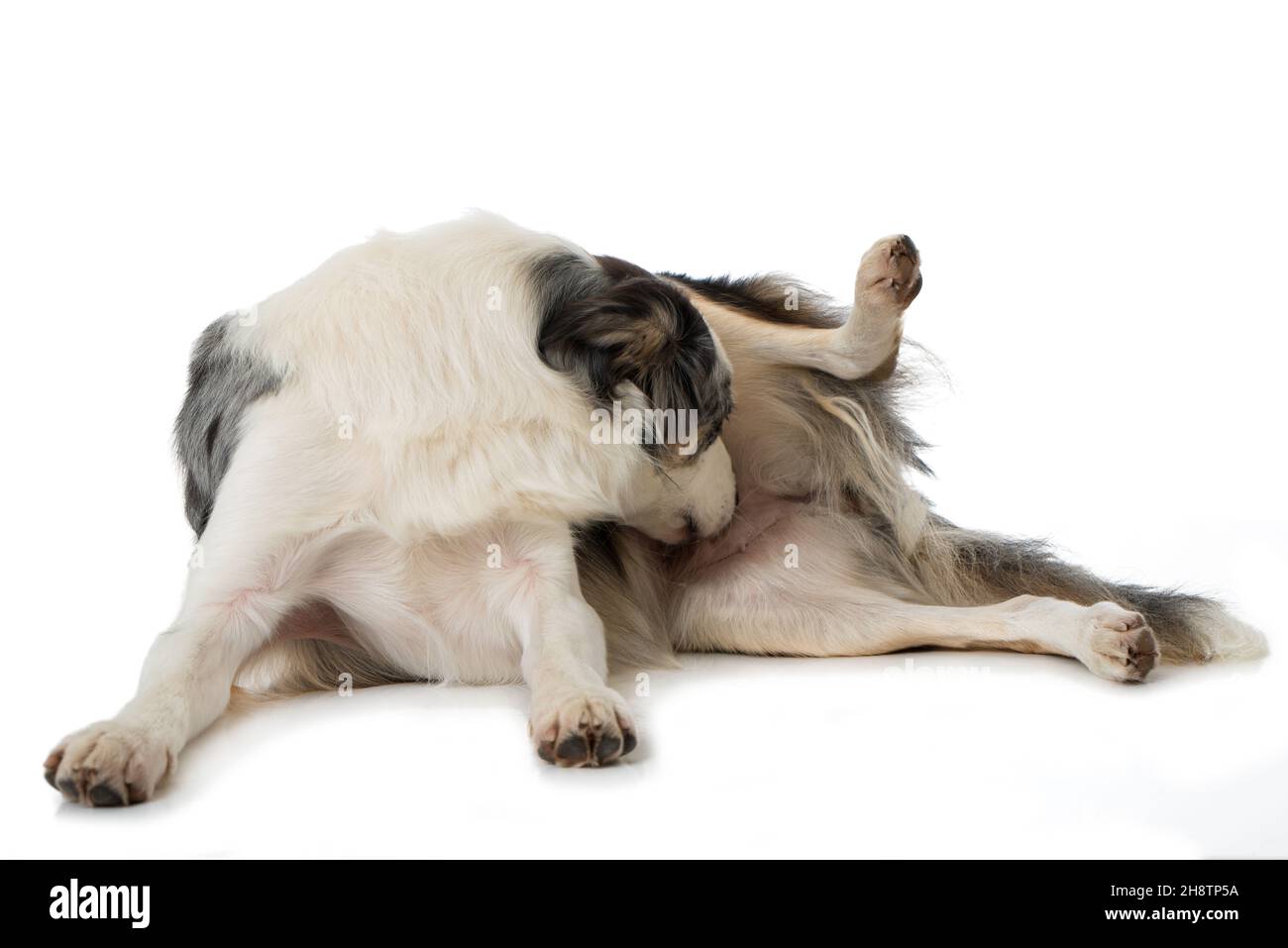 Border collie dog lying isolated on white Stock Photo - Alamy