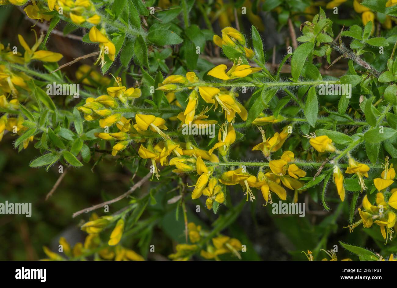 German genista hi-res stock photography and images - Alamy