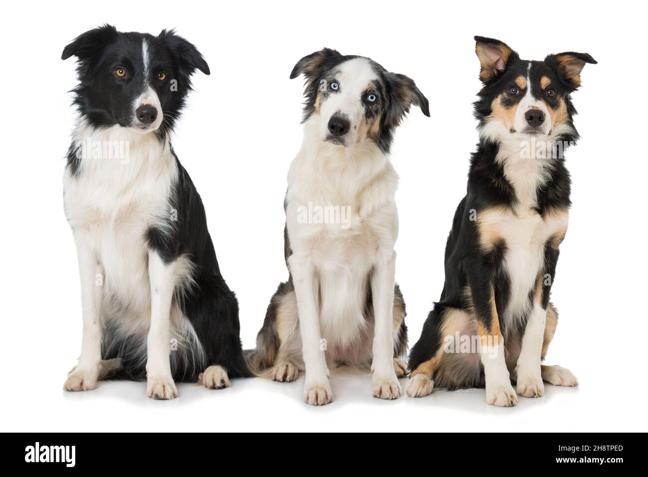 Three border collies isolated on white Stock Photo - Alamy