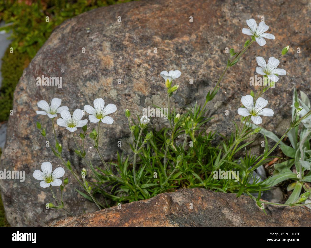 Large-flowered Sandwort, Arenaria grandiflora in flower, Alps Stock ...