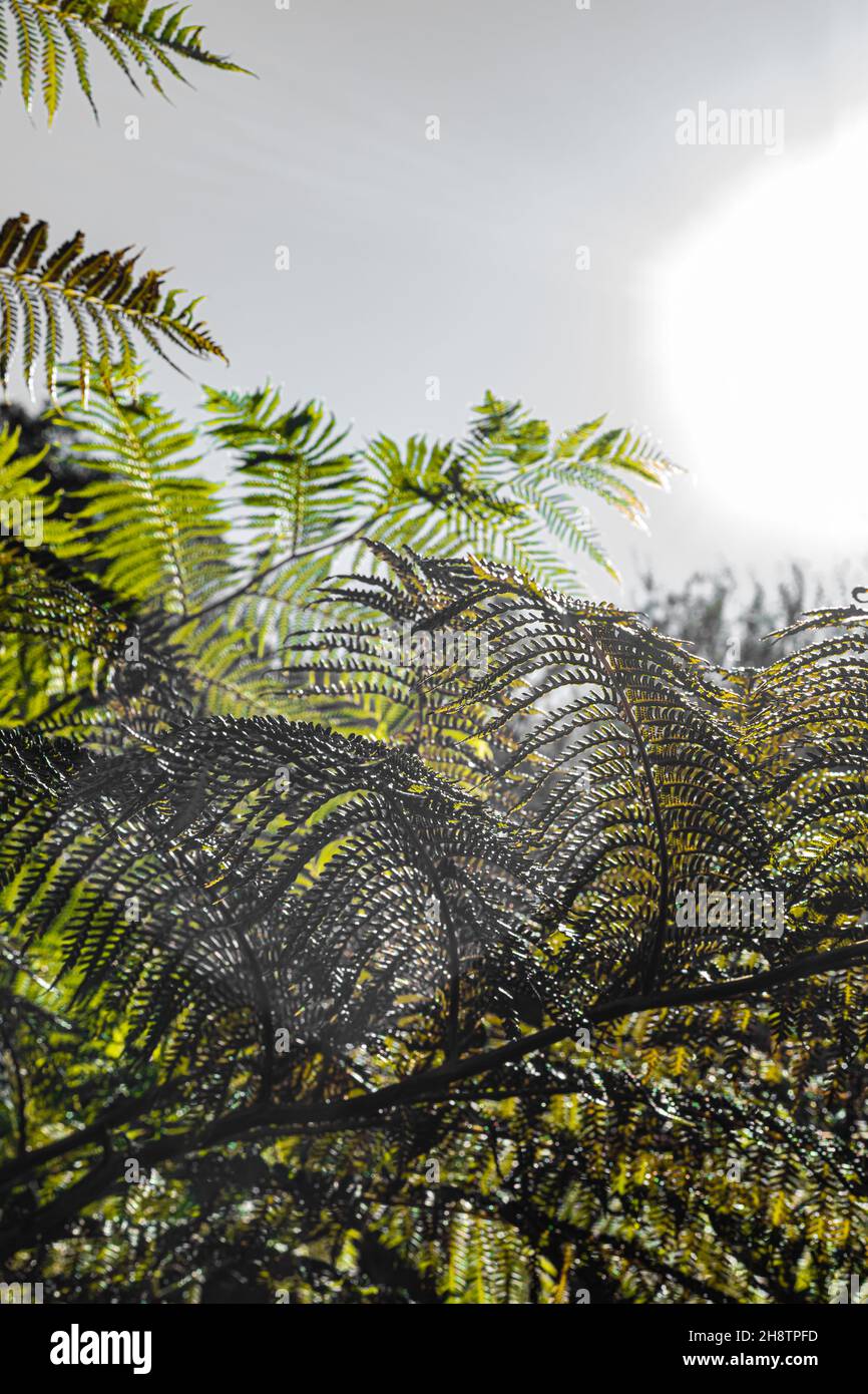 Close-up of a sun backlit fern plant leaf against a grey background ...