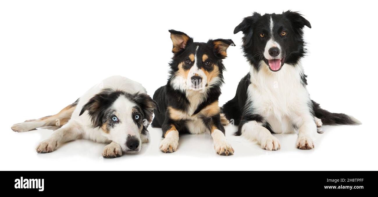 Three border collies isolated on white Stock Photo - Alamy