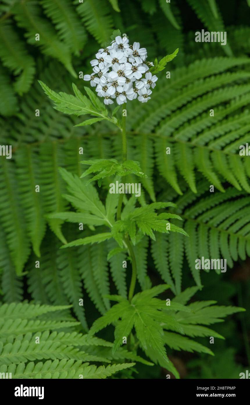Big-leaved Yarrow, Achillea macrophylla, in flower, Alps Stock Photo ...