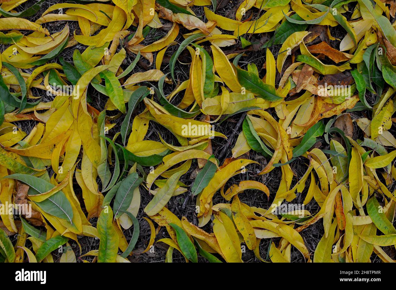 Curled leaves hi-res stock photography and images - Alamy