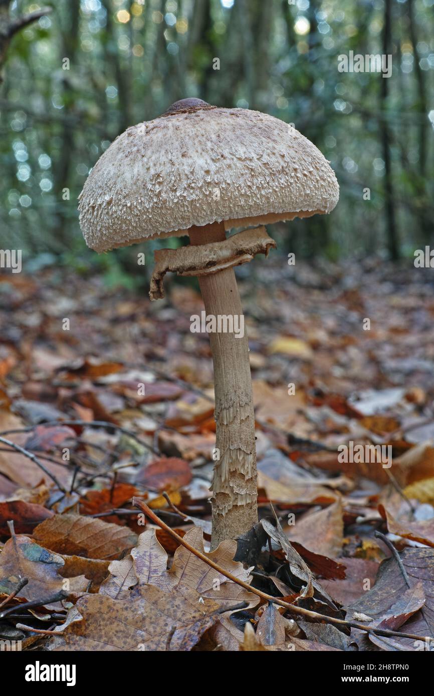 specimen of stinking parasol mushroom; Lepiota cristata; Agaricaceae ...