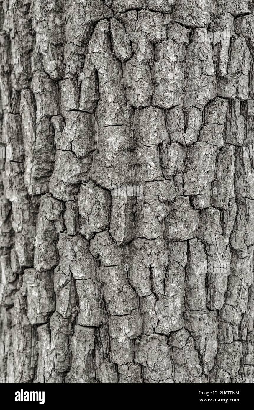 Old Wood Tree Texture Background Pattern Stock Photo - Alamy