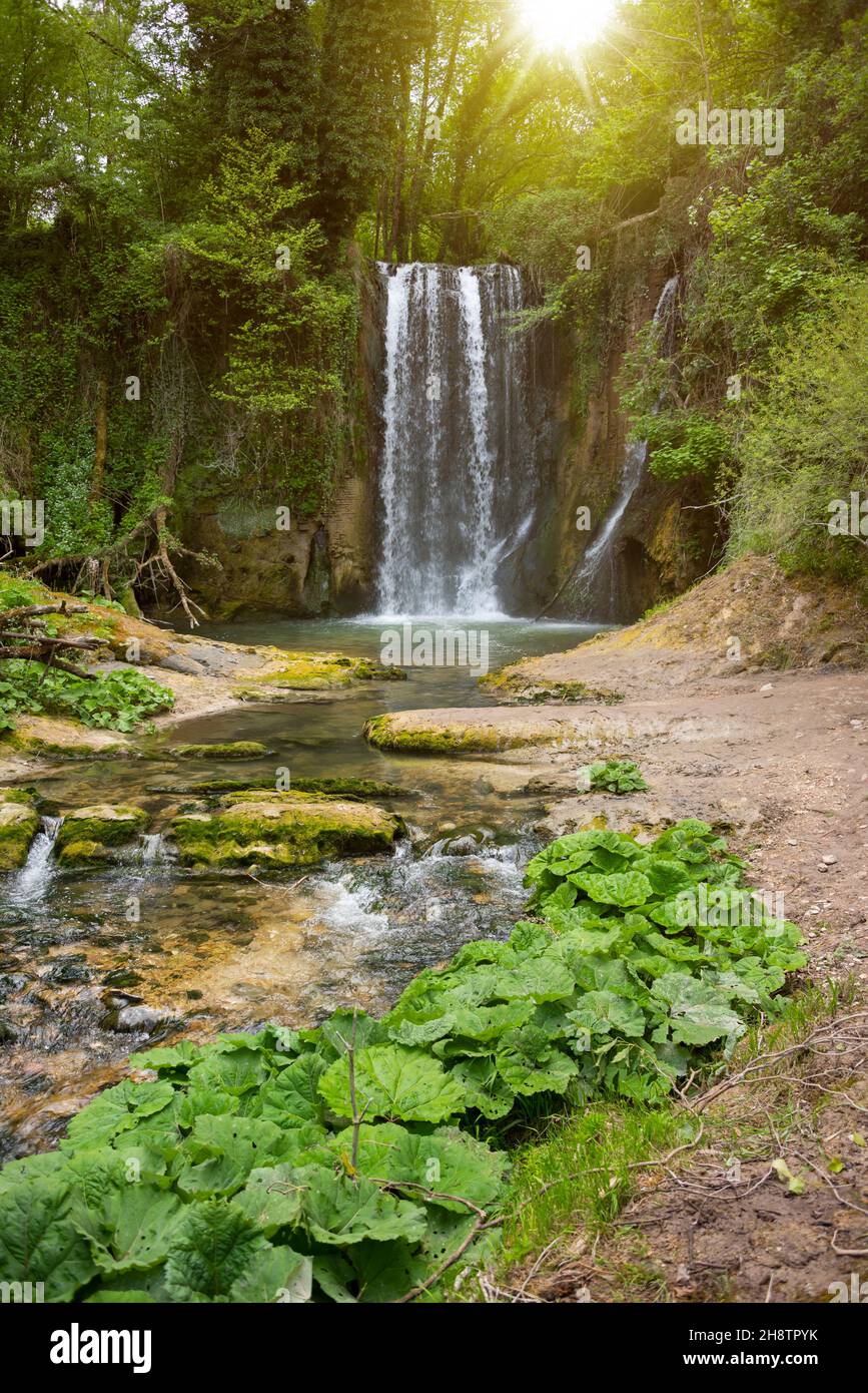 Beautiful waterfall in forest among trees Stock Photo - Alamy