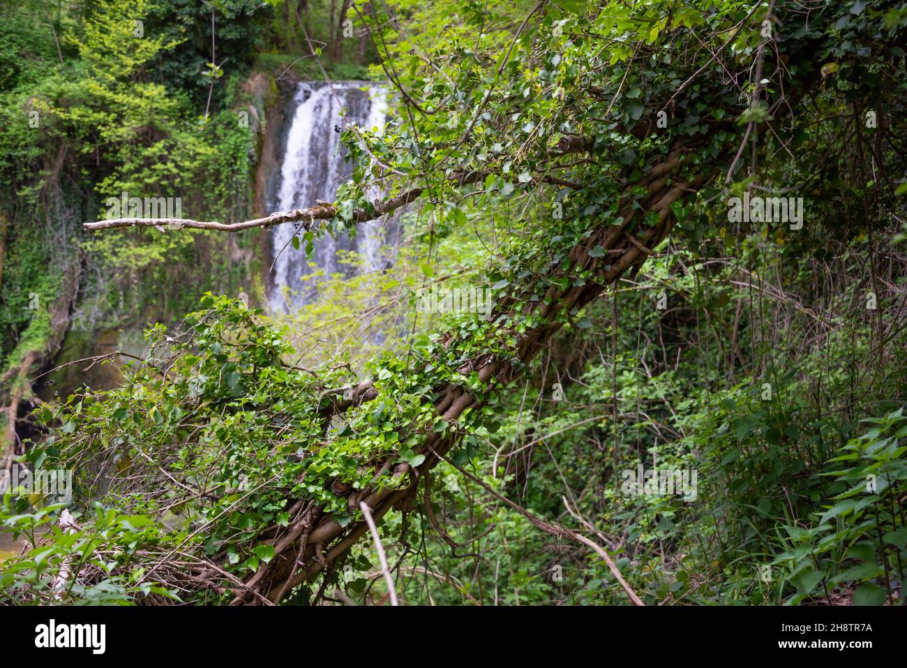 Beautiful waterfall in forest among trees Stock Photo - Alamy