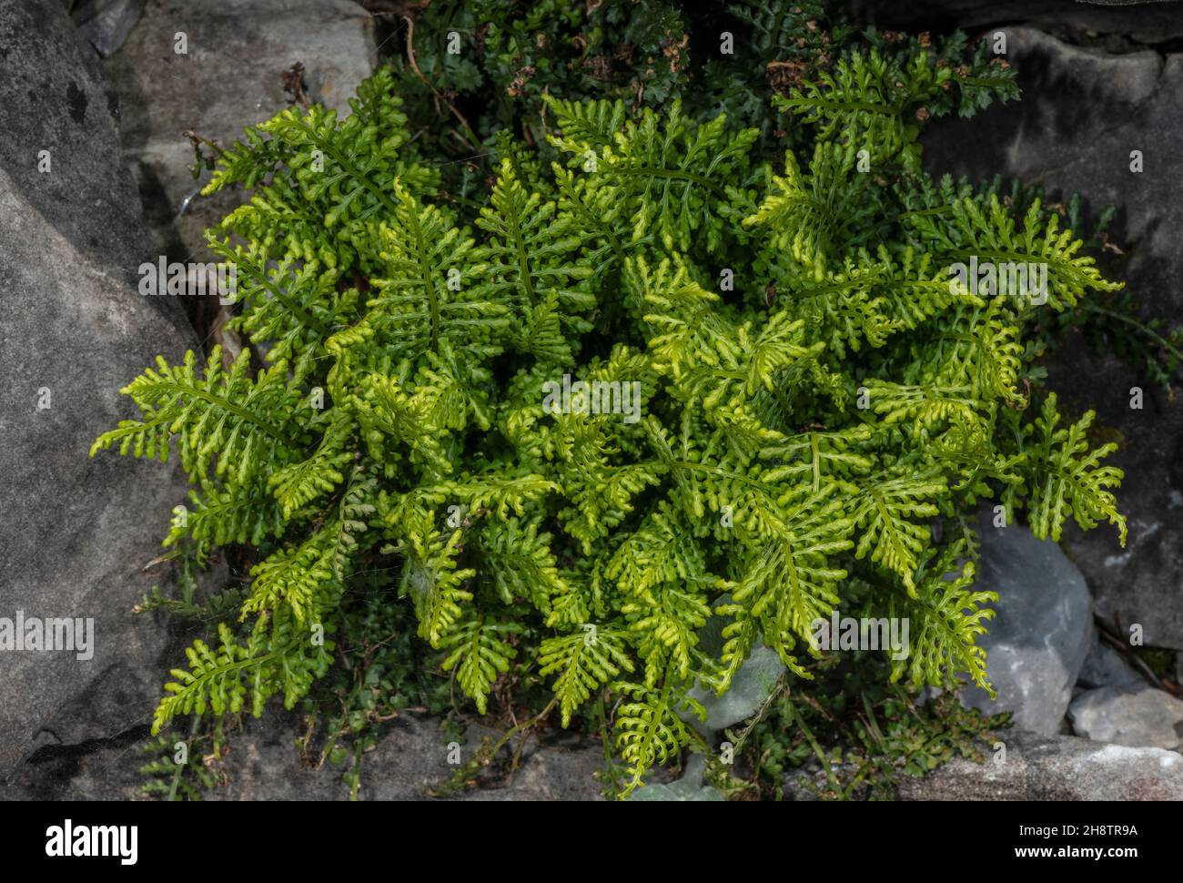 Fountain spleenwort, Asplenium fontanum, clump in rock crevice. Alps ...