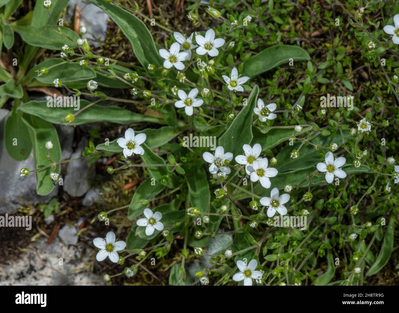 Arenaria ciliata subsp multicaulis hi-res stock photography and images ...