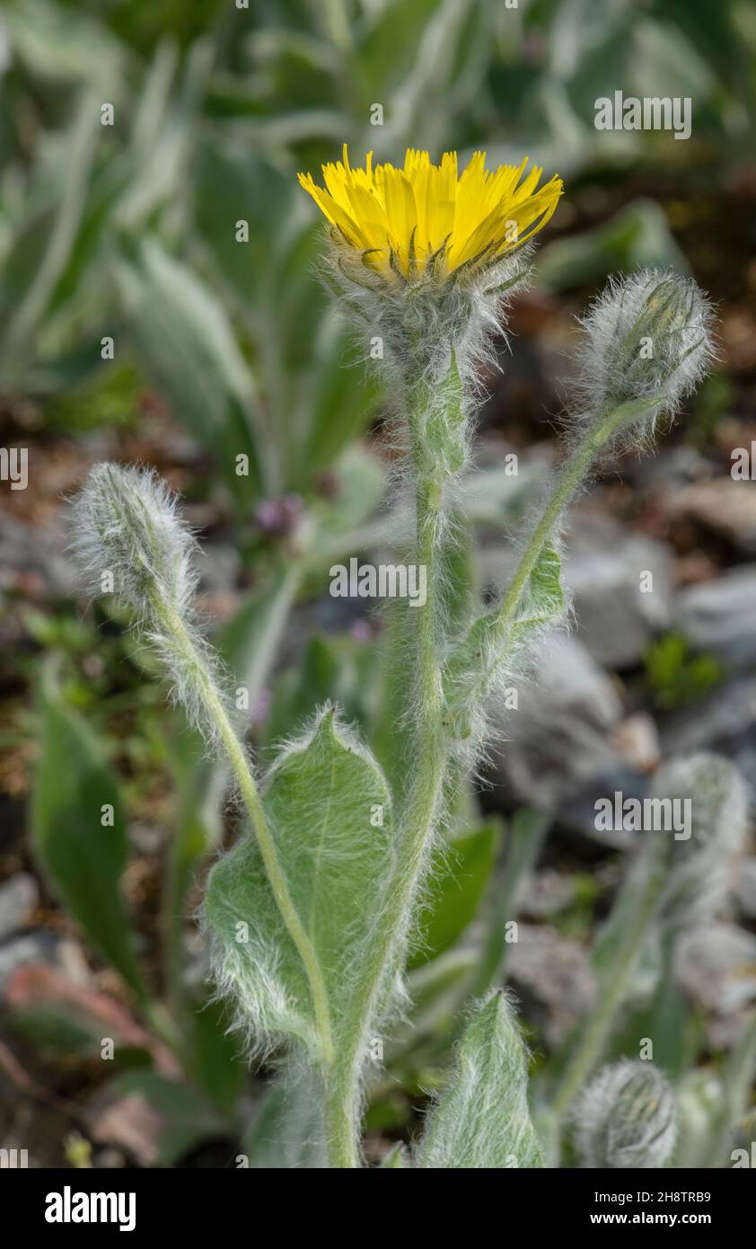 Silver hawkweed hi-res stock photography and images - Alamy