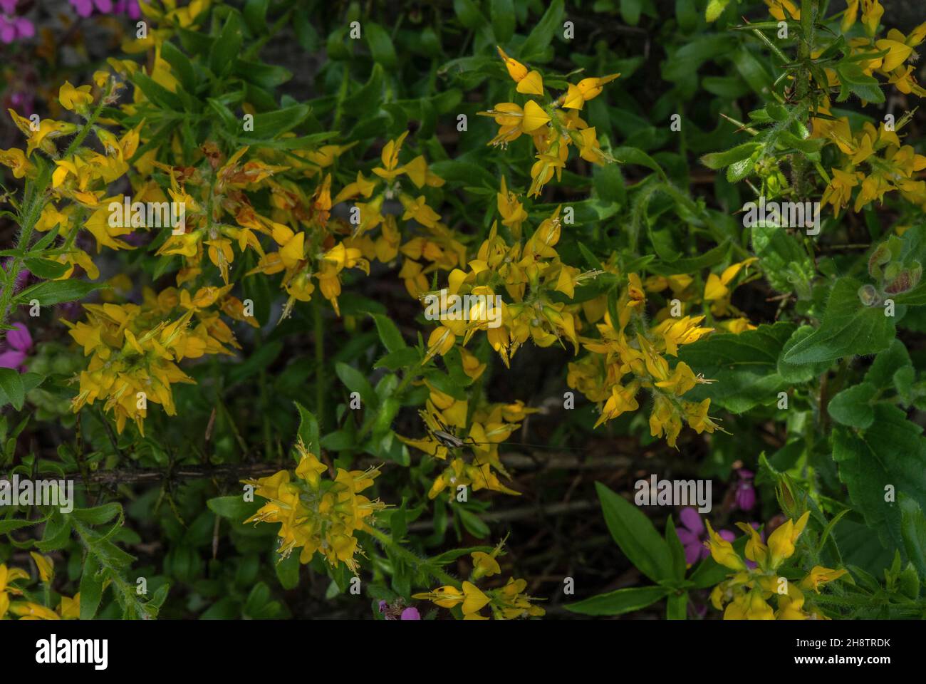German genista hi-res stock photography and images - Alamy