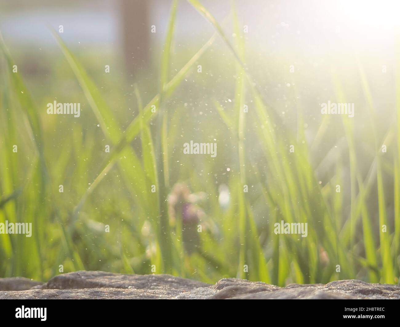 Tree trunk top for your decoration and spring landscape Stock Photo - Alamy