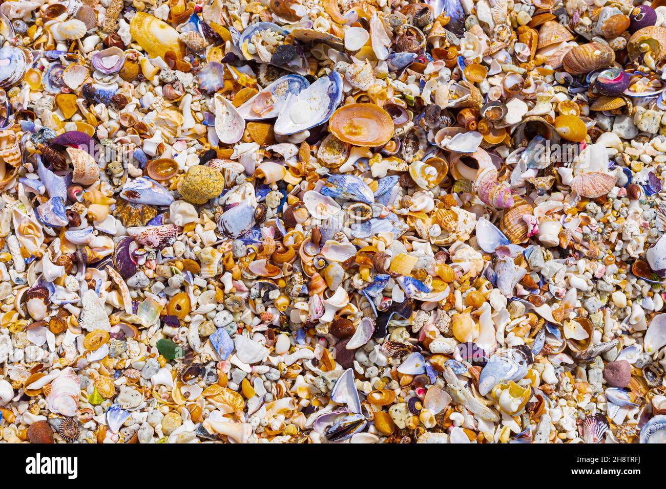 Overhead view of washed up and broken sea shells on sandy beach in Cape ...