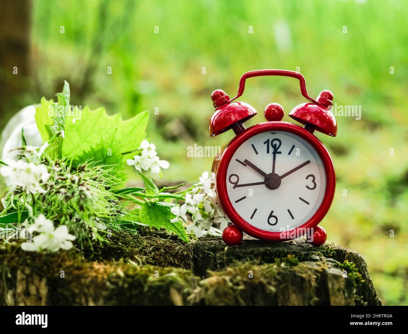 alarm clock on a stump with a bouquet of herbs, nature, nature time ...