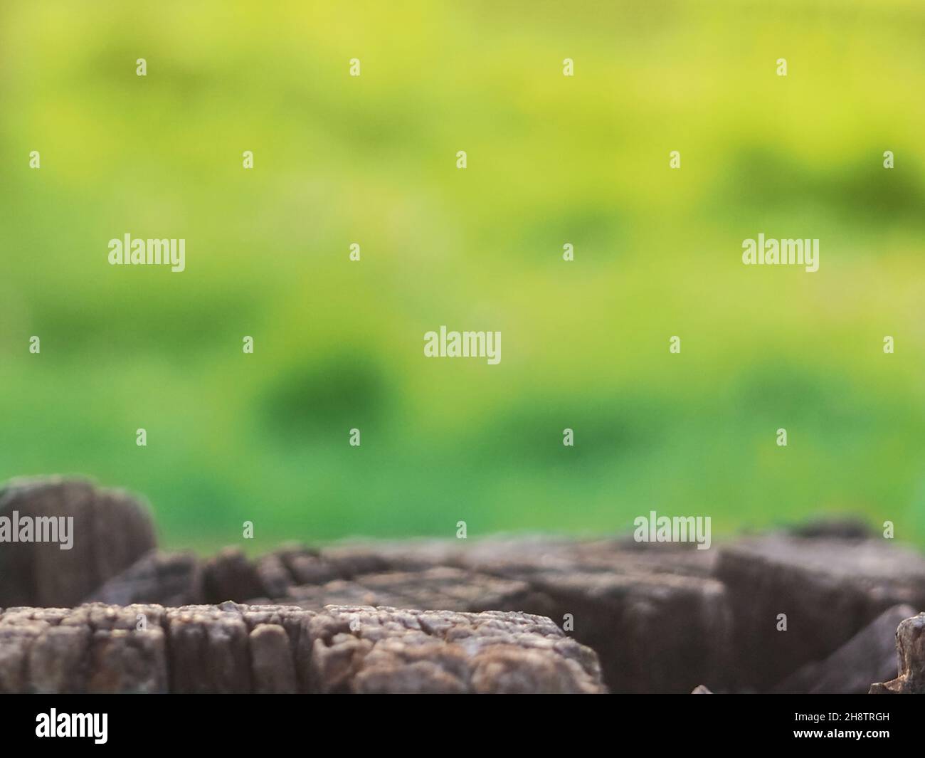 Tree trunk top hi-res stock photography and images - Alamy