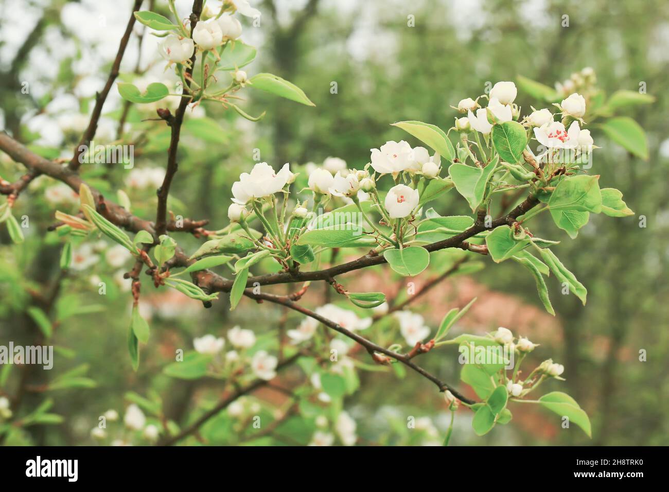 Natural spring background. Blooming branches of fruit trees in the ...