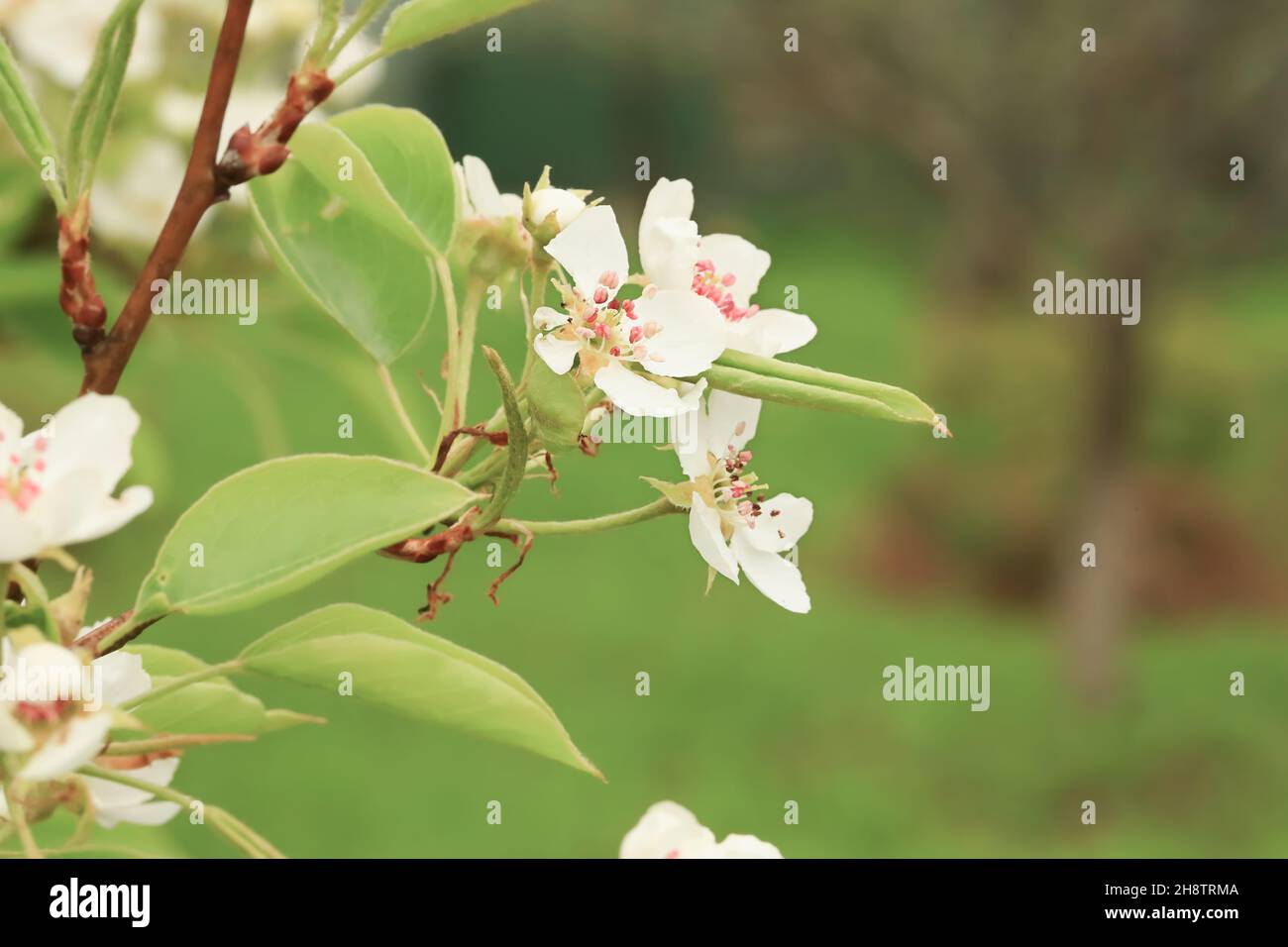 Natural spring background. Blooming branches of fruit trees in the ...