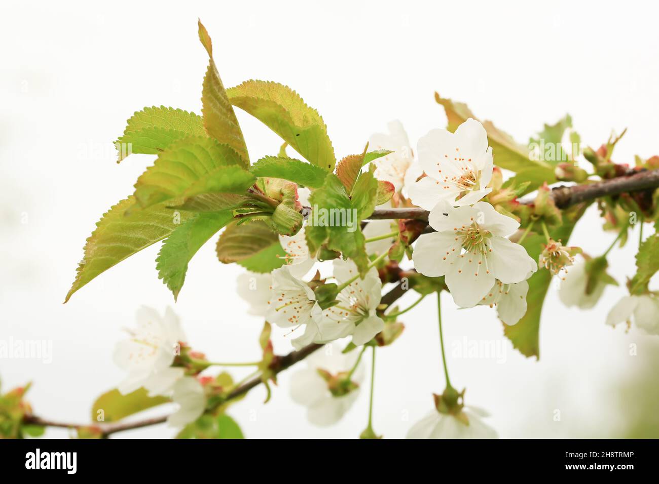 Natural spring background. Blooming branches of fruit trees in the ...