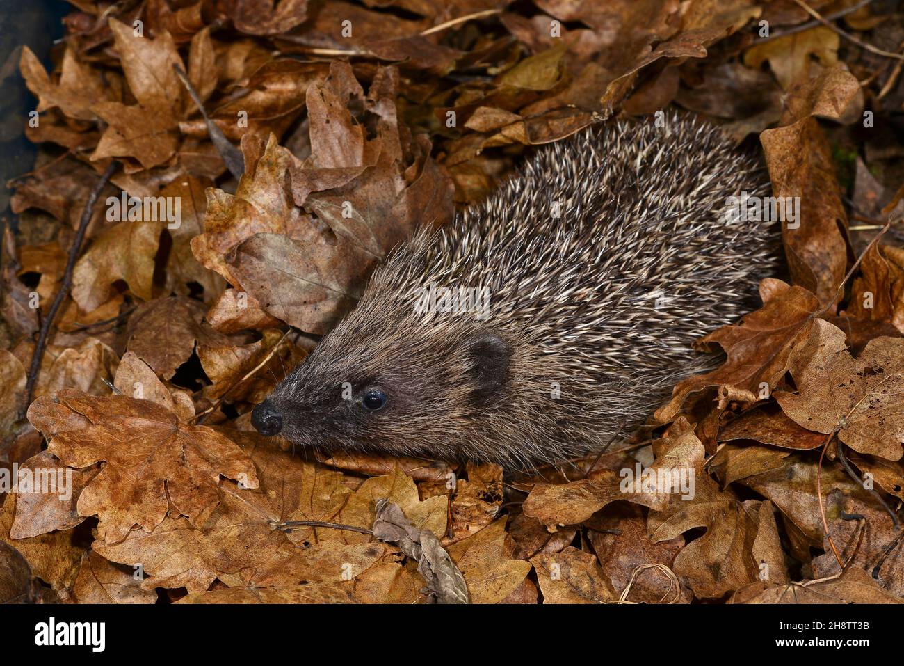 Juvenile hedgehog foraging in leaf litter Stock Photo - Alamy
