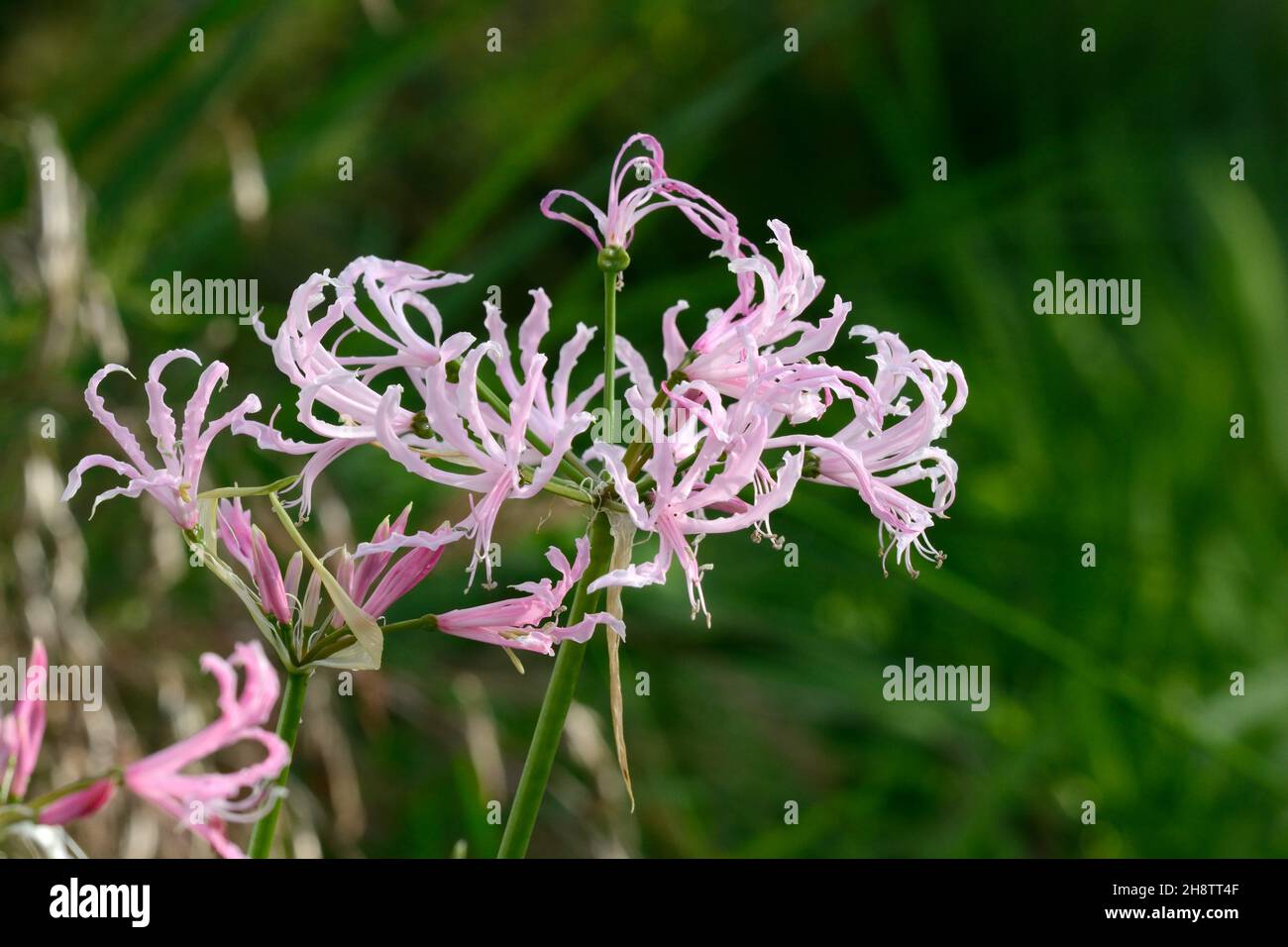 Nerine undulata sprays of pink lily-like flowers Guernsey Lily Stock ...
