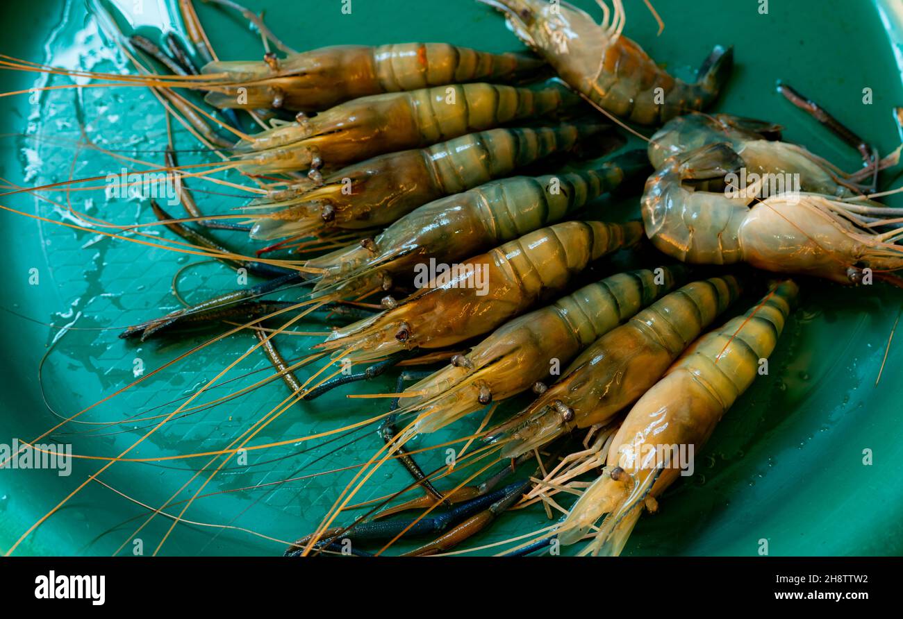 Giant freshwater prawns on green plastic tray. Prepared fresh giant ...