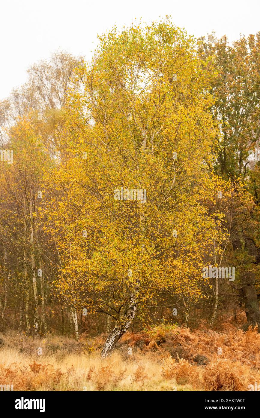 Budby south forest hi-res stock photography and images - Alamy