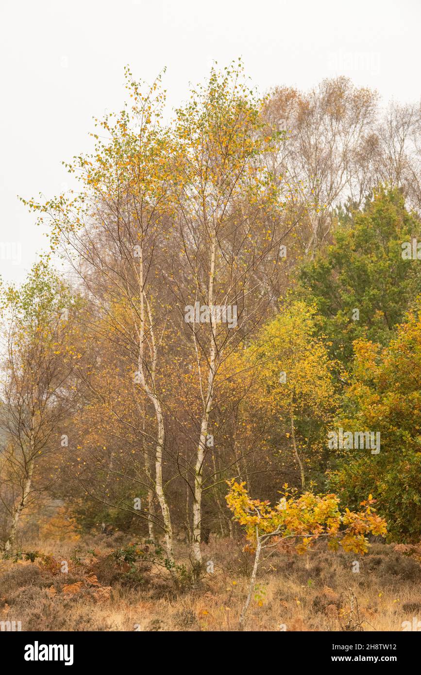 Autumn at RSPB Budby South Forest, Nottinghamshire England UK Stock ...