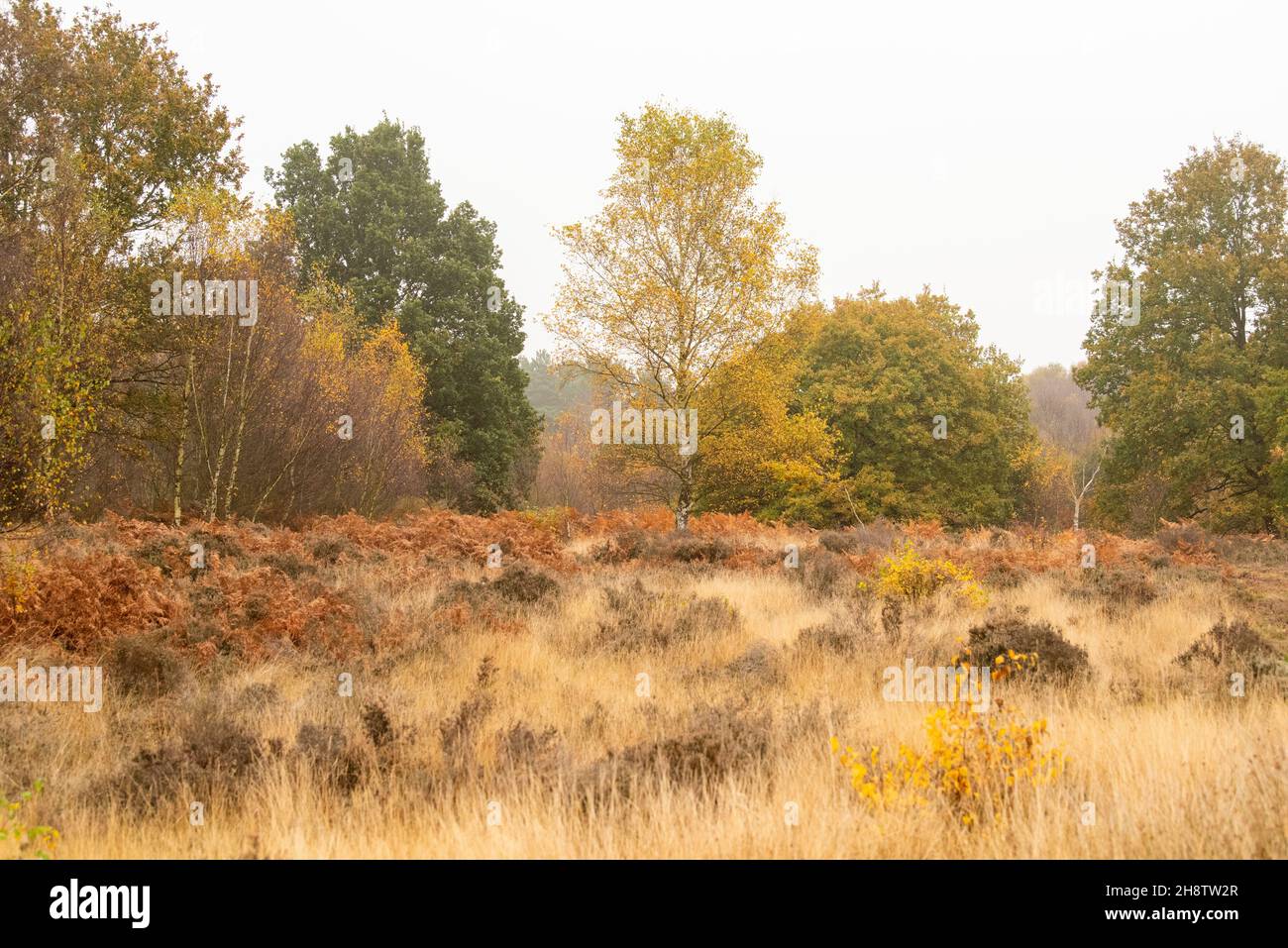 Budby south forest hi-res stock photography and images - Alamy