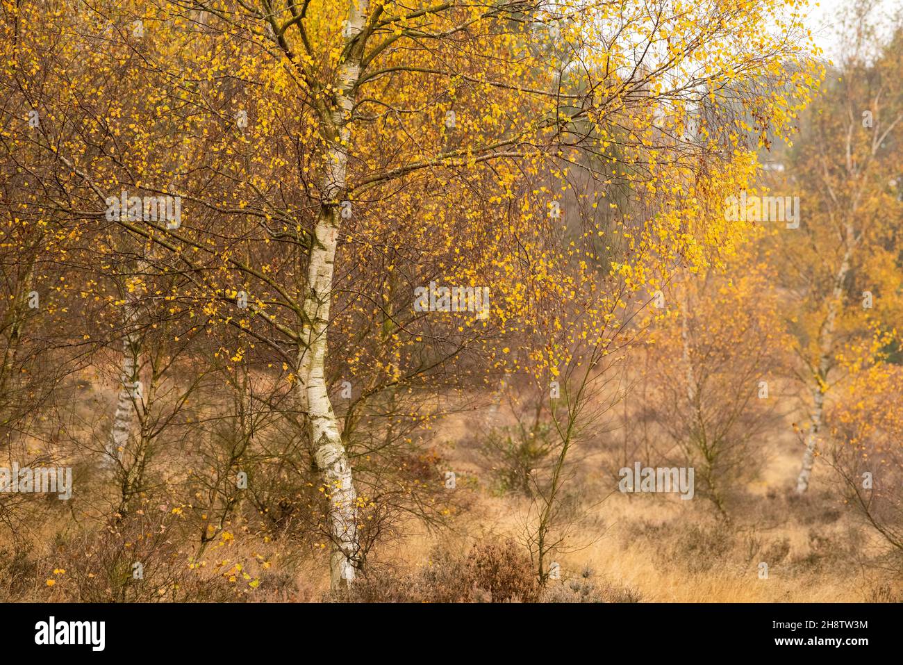 Autumn at RSPB Budby South Forest, Nottinghamshire England UK Stock ...