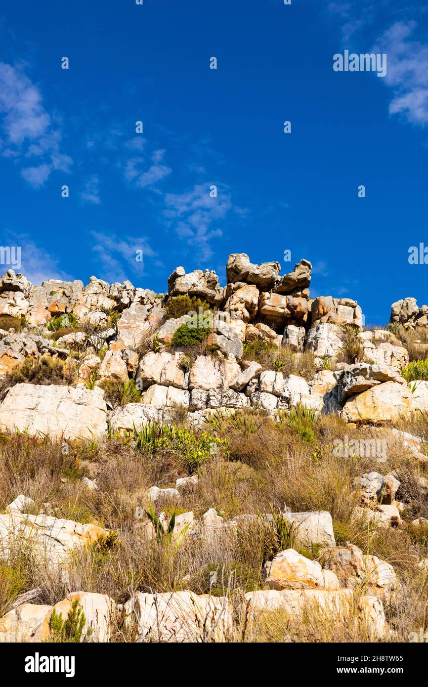Rugged mountain landscape with fynbos scrub bush flora in Cape Town ...
