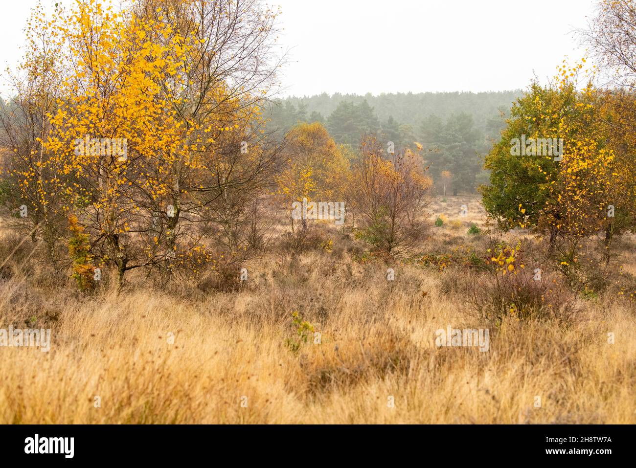 Budby south forest hi-res stock photography and images - Alamy