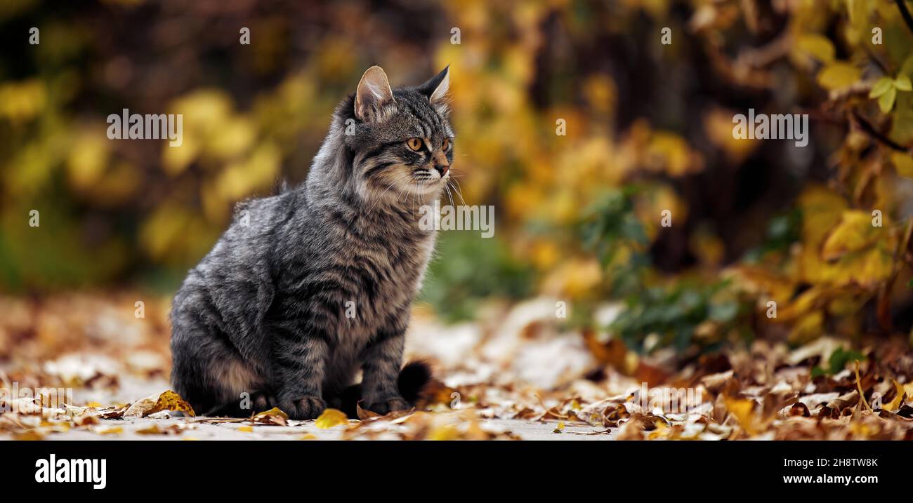 Cat portrait. Disheveled cat in the autumn park. Portrait of a street ...