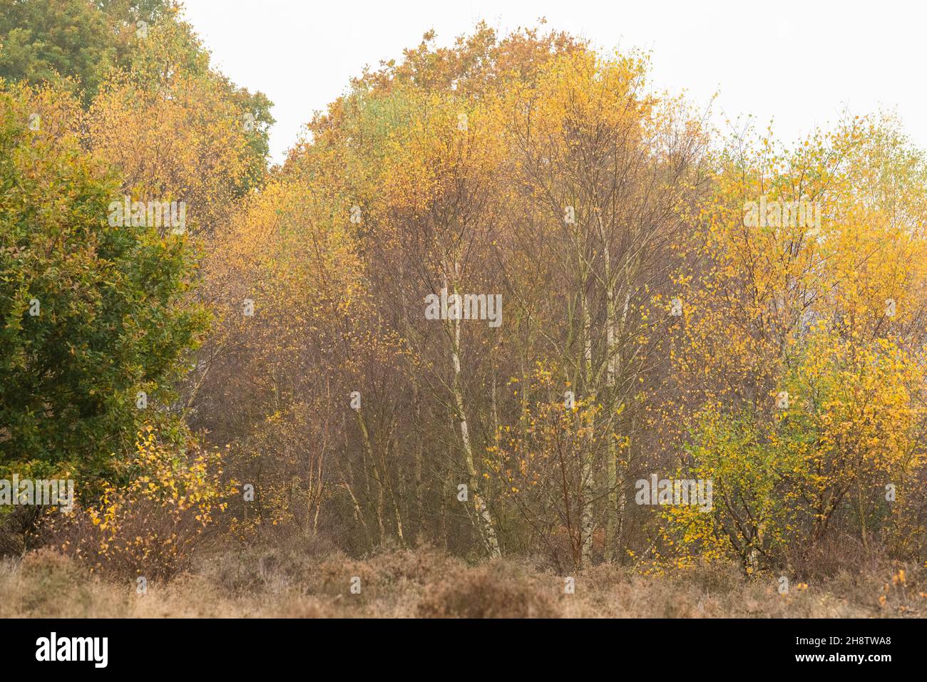 Budby south forest hi-res stock photography and images - Alamy