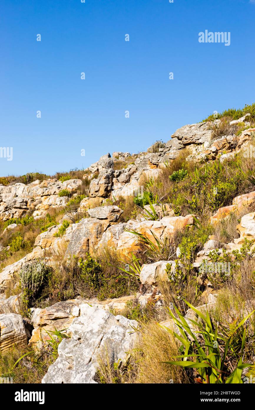 Rugged mountain landscape with fynbos scrub bush flora in Cape Town ...