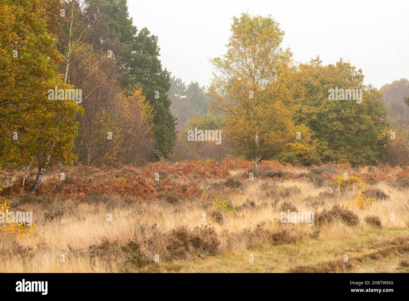 Budby south forest hi-res stock photography and images - Alamy