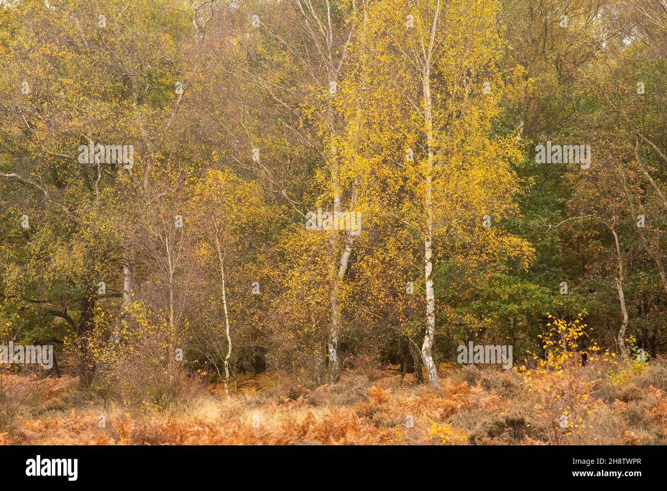 Budby south forest hi-res stock photography and images - Alamy