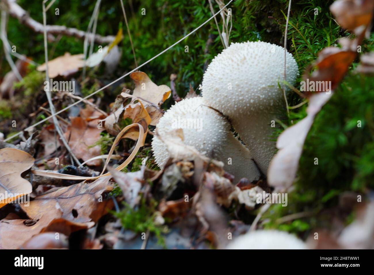 Closeup shot of common puffballs Stock Photo - Alamy